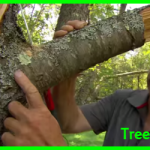 Tree Pruning School - The 3 Cut Method - Gotta Go Do It Yourself